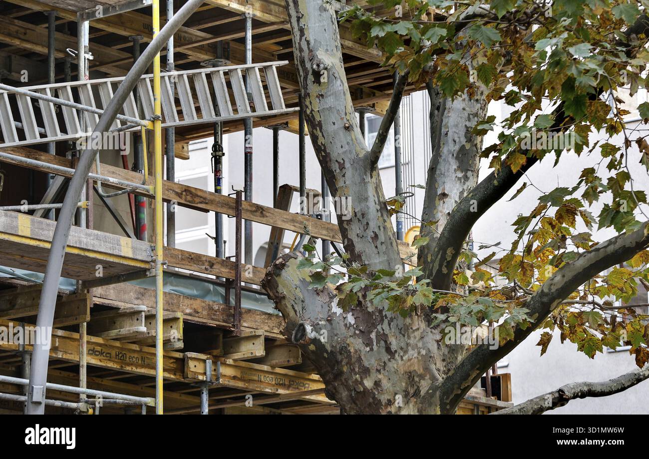 Sycamore tree with cut branch, space for scaffolding on a new building ...