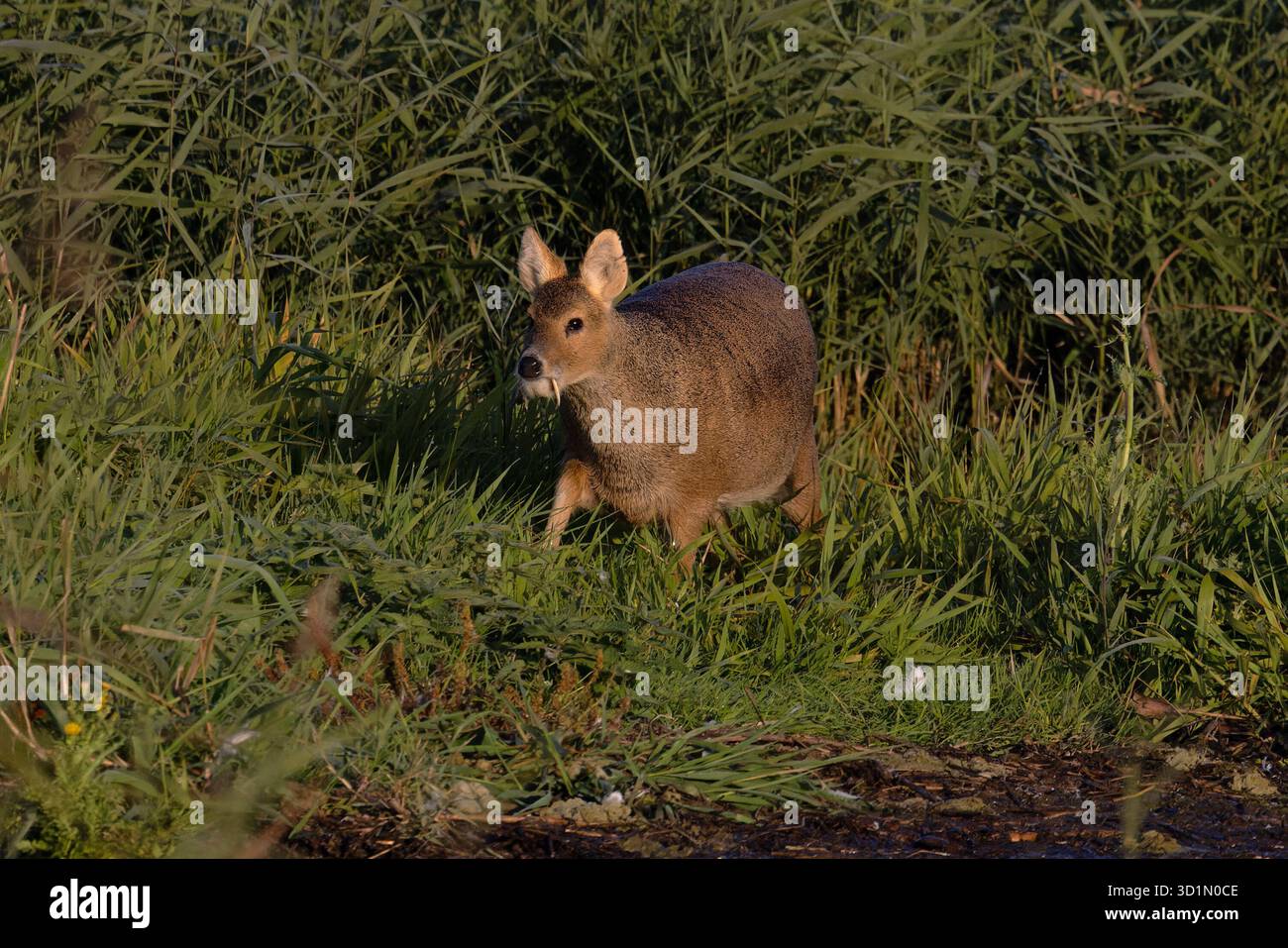Chinese Water Deer (Hydropotes inermis) Norfolk October 2025 Stock ...