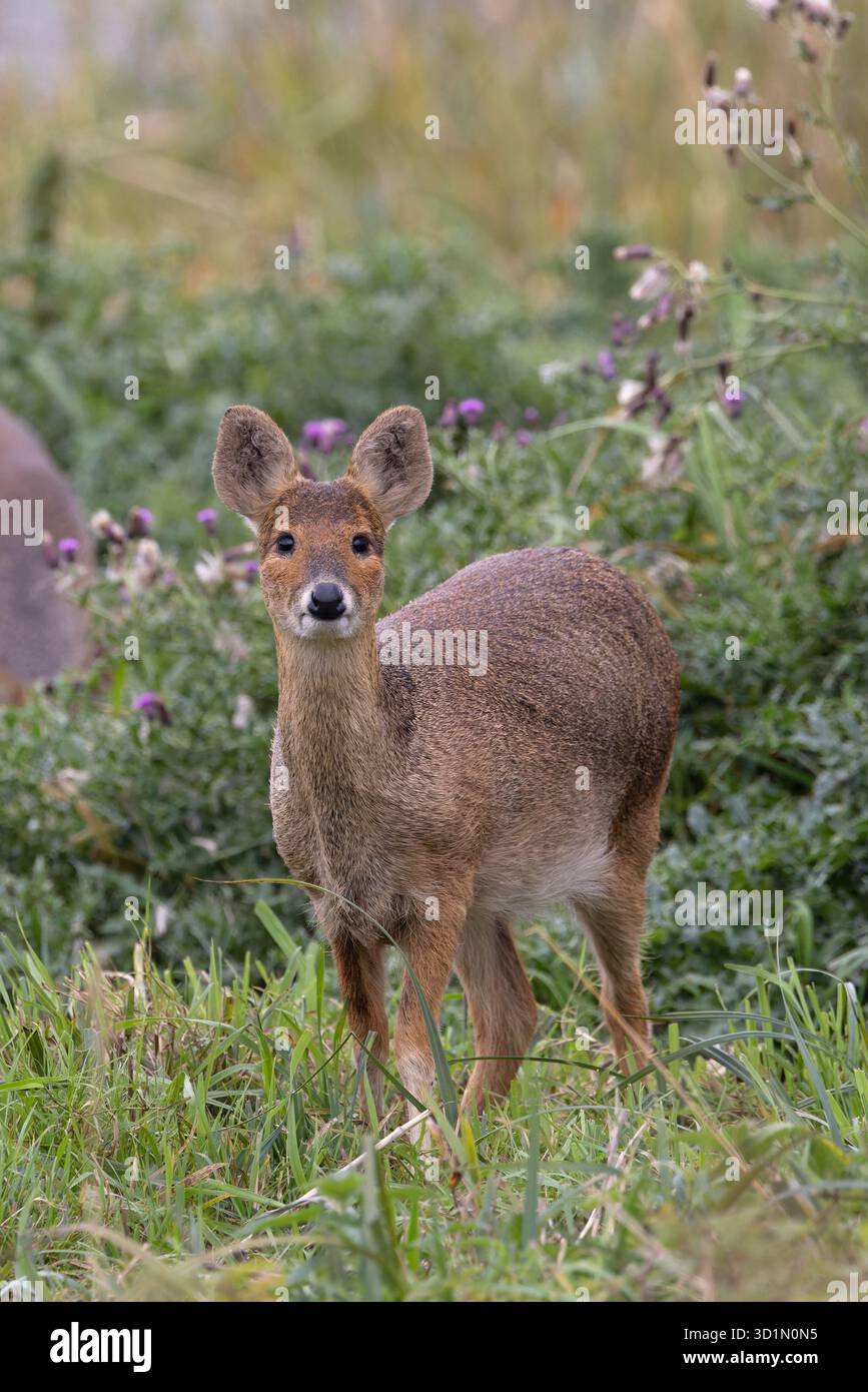 Chinese Water Deer (Hydropotes inermis) Norfolk October 2025 Stock ...