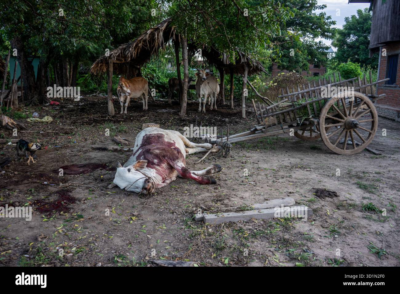 (EDITORS NOTE: Image contains graphic content)A cow lies dead after an ...