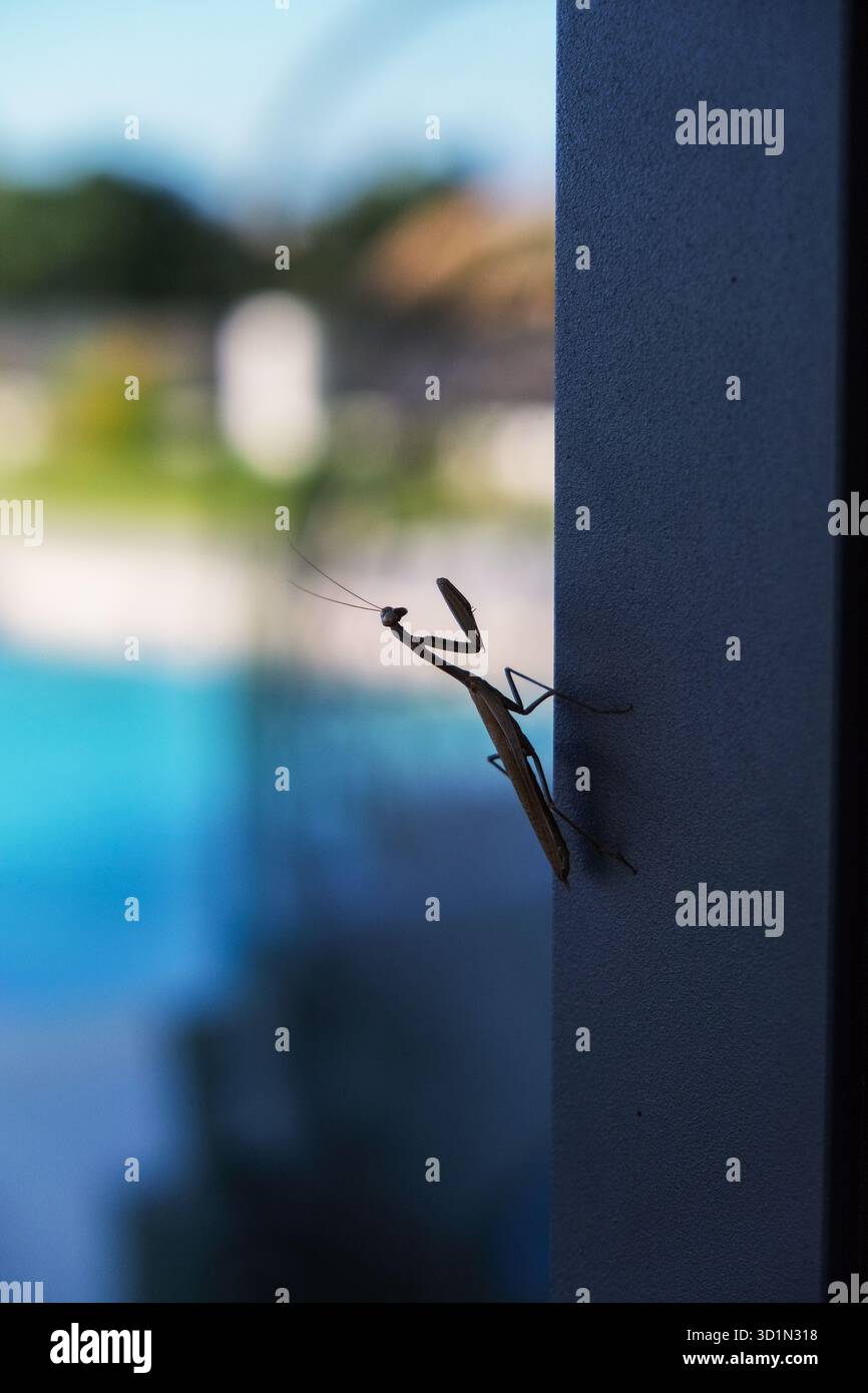 Mantis religiosa praying animal belonging hi-res stock photography and ...