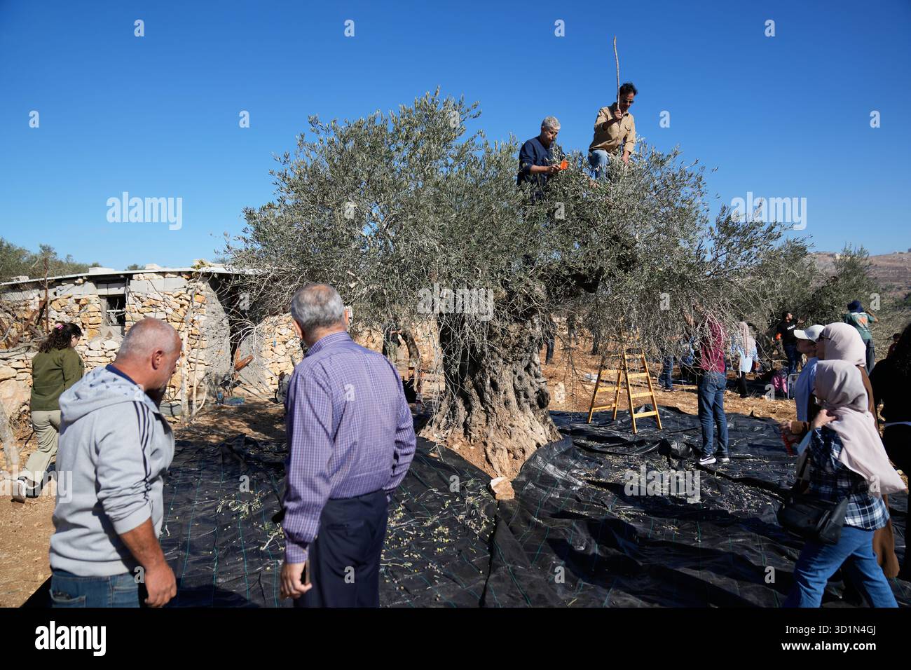 Foreign peace activists and volunteers help Palestinian farmers harvest ...
