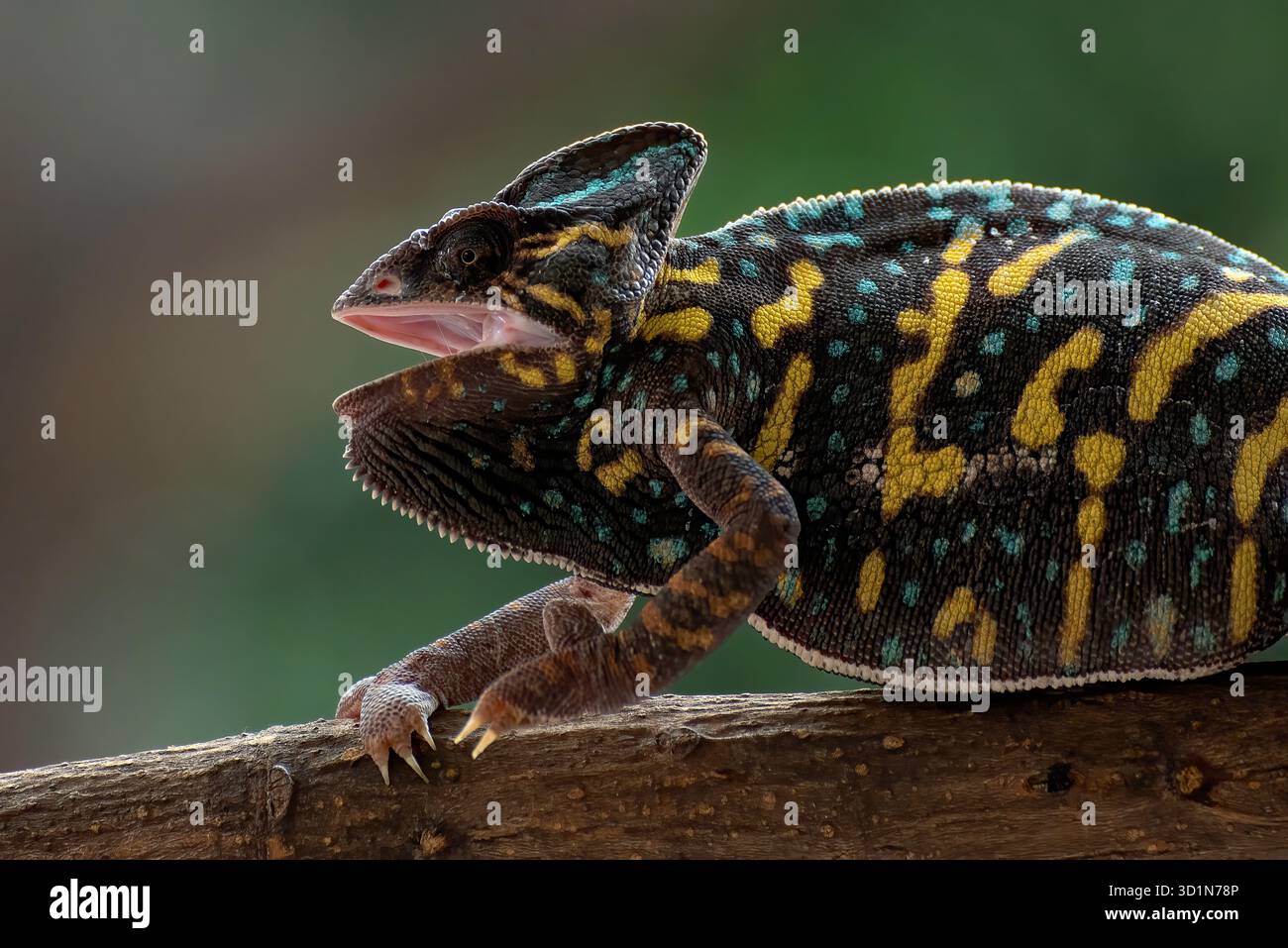 Angry female veiled chameleon on a tree branch Stock Photo - Alamy