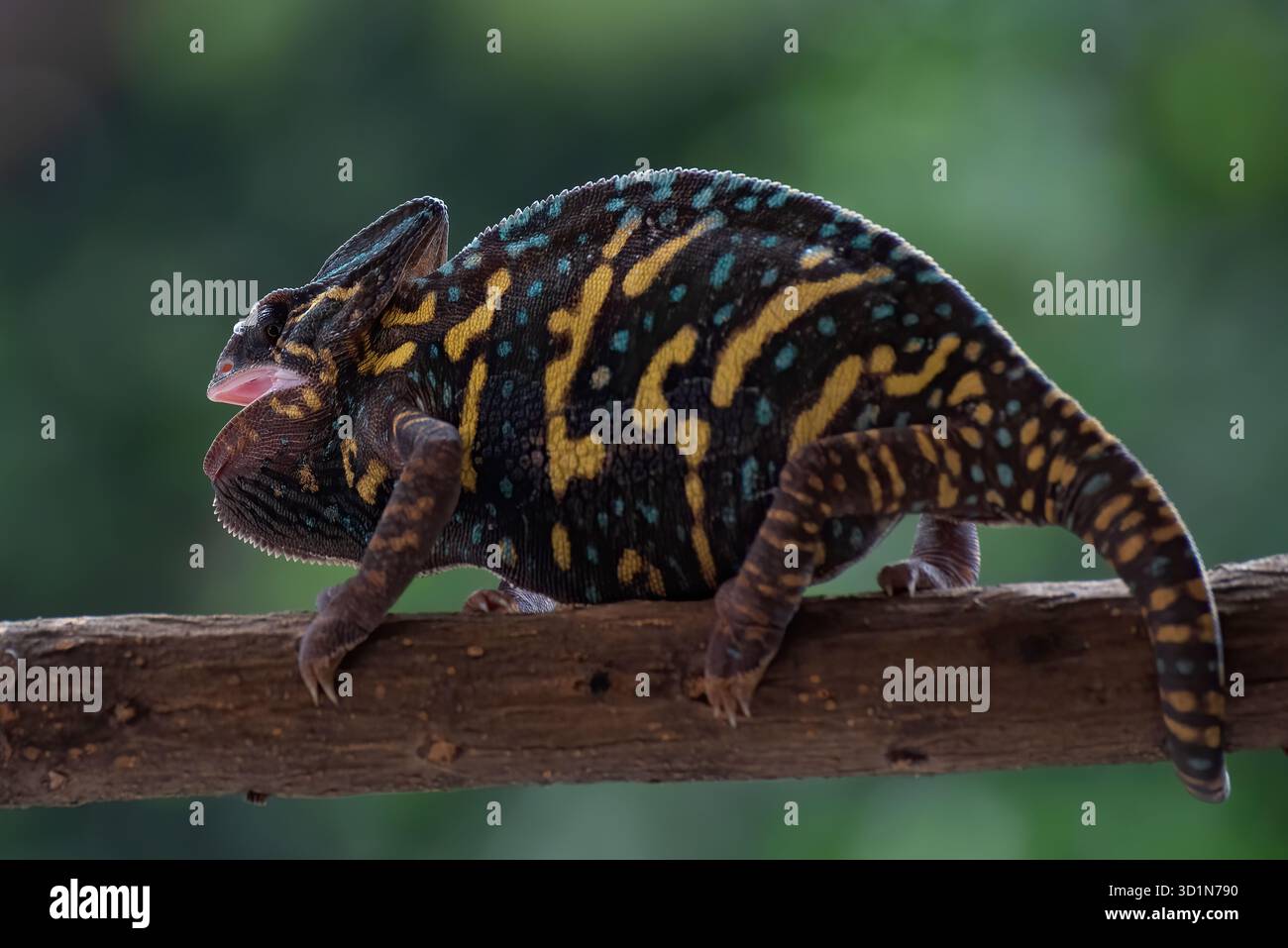 Angry female veiled chameleon on a tree branch Stock Photo - Alamy