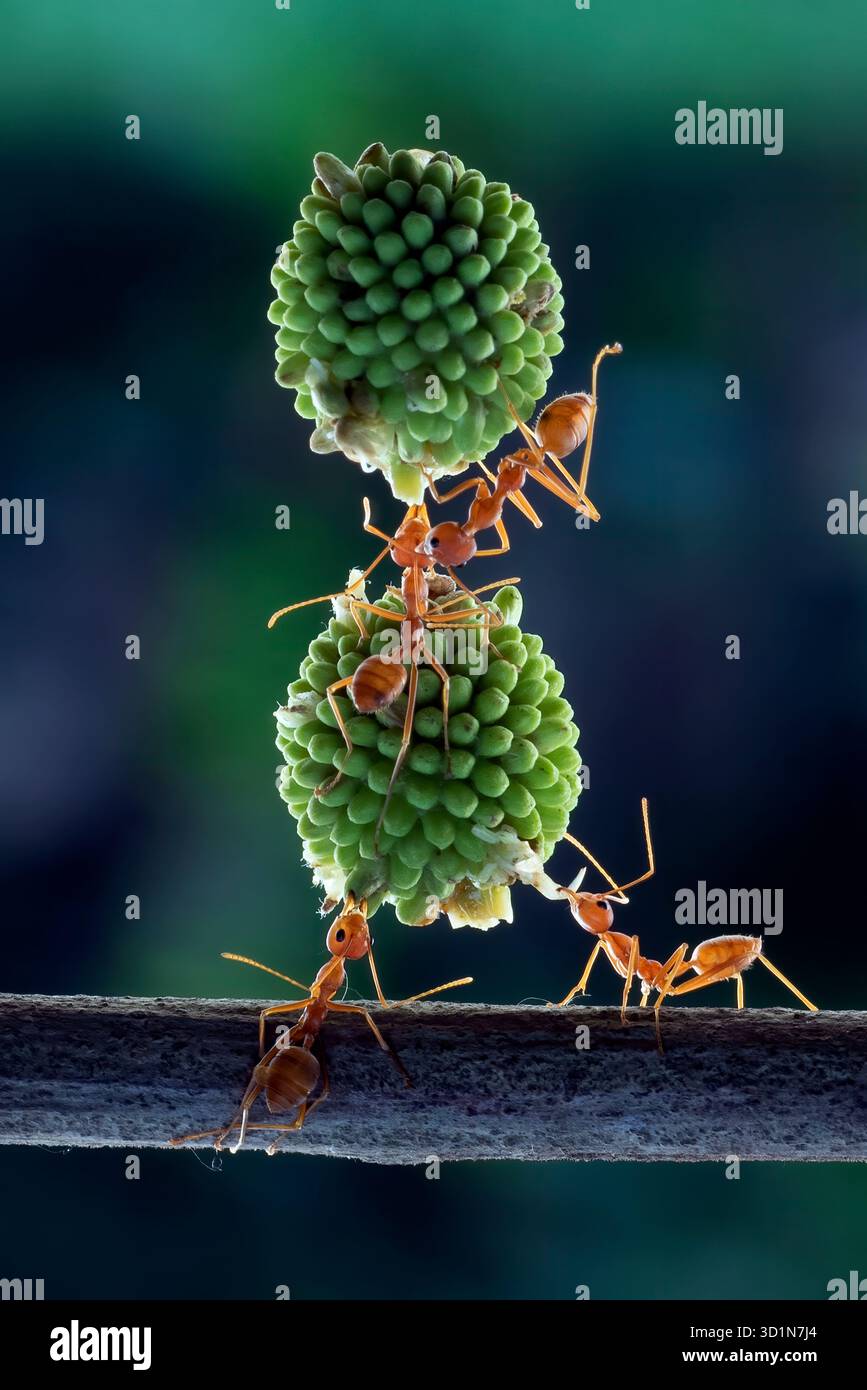 Group ants carrying small green hi-res stock photography and images - Alamy