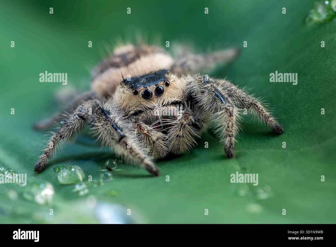 Big jumping spider with prey Stock Photo - Alamy