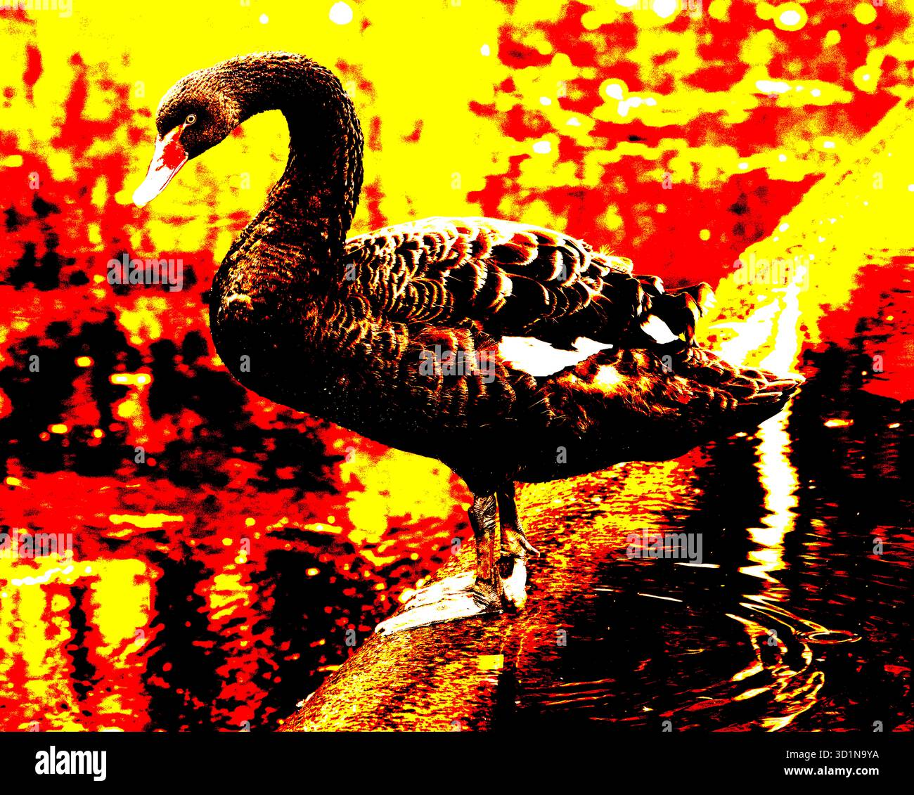 Surreal black swan hi-res stock photography and images - Alamy