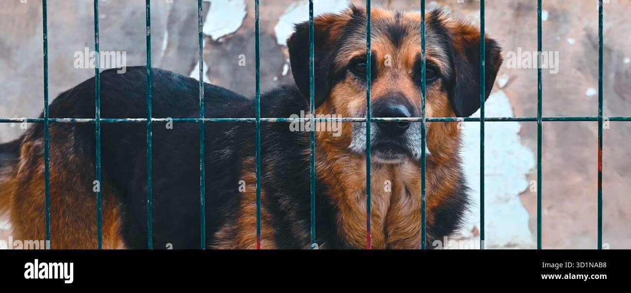 Dog at the shelter. Stray homeless dog in animal shelter cage. Sad dog ...