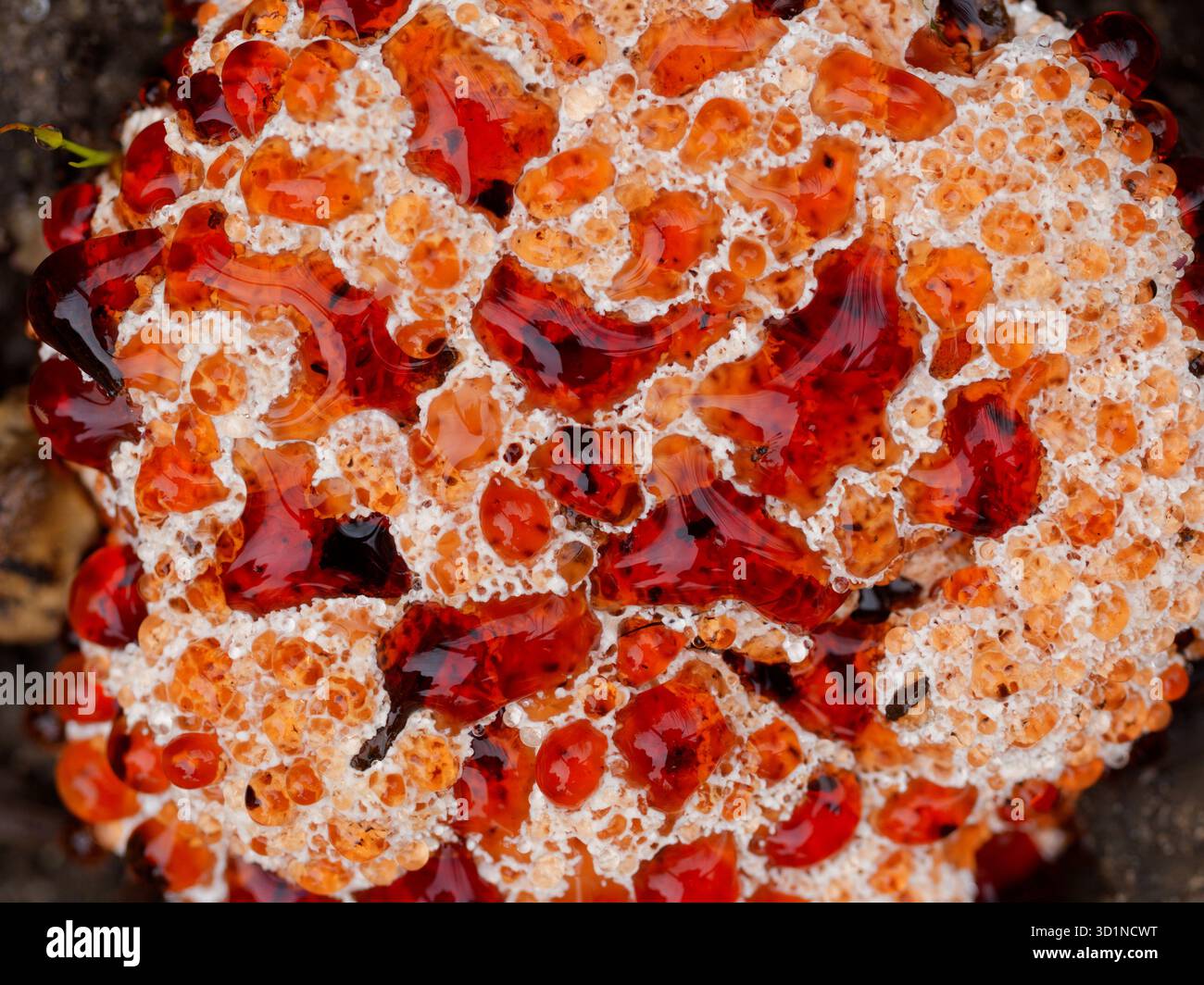 Blushing Rosette (Abortiporus biennis) with 'Guttation' Stock Photo - Alamy