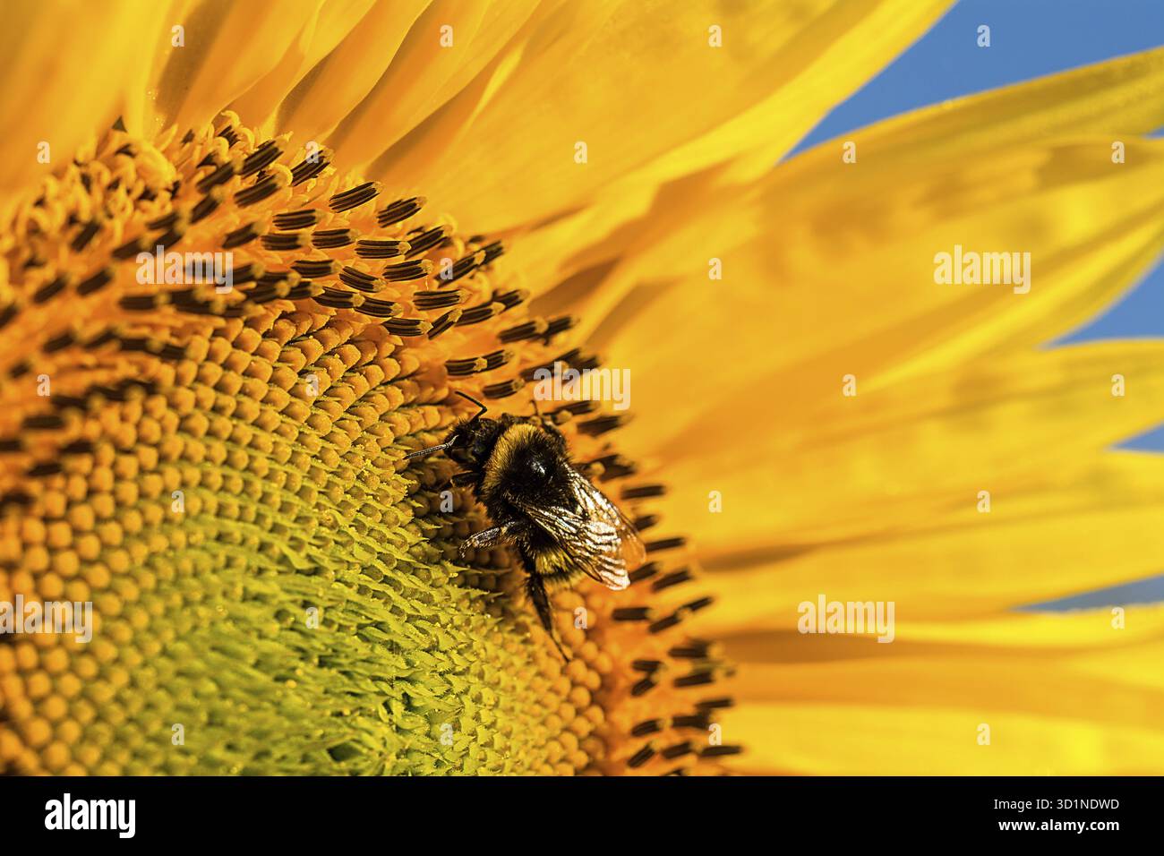 Close up bumblebee walking hi-res stock photography and images - Alamy