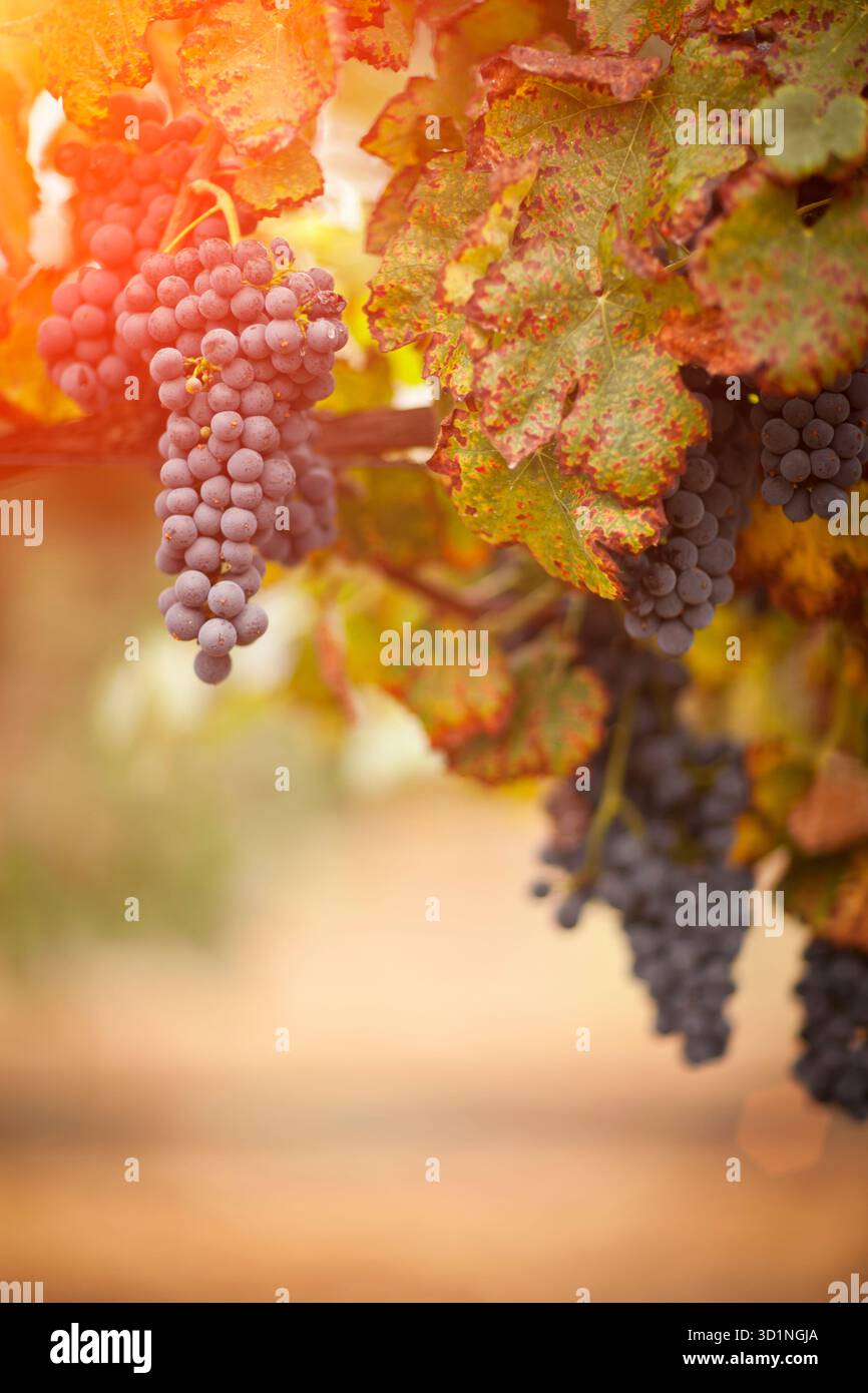 Lush vineyard ripe grapes hi-res stock photography and images - Alamy