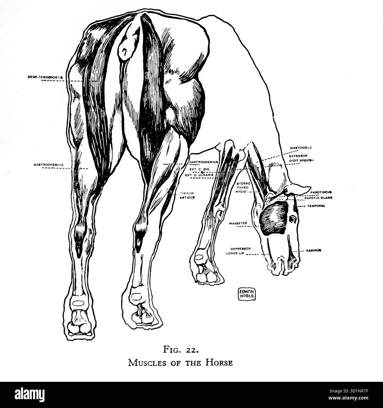 Muscles horse animal drawing Cut Out Stock Images & Pictures - Alamy