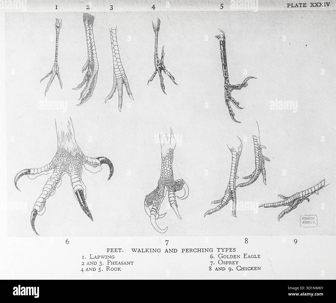 Feet of walking and perching birds Lapwing, Pheasant, Rook, Golden ...