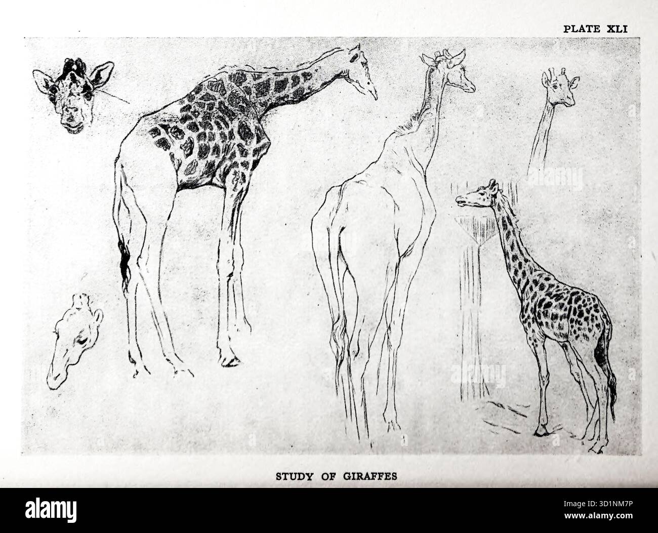 Giraffe anatomy hi-res stock photography and images - Alamy