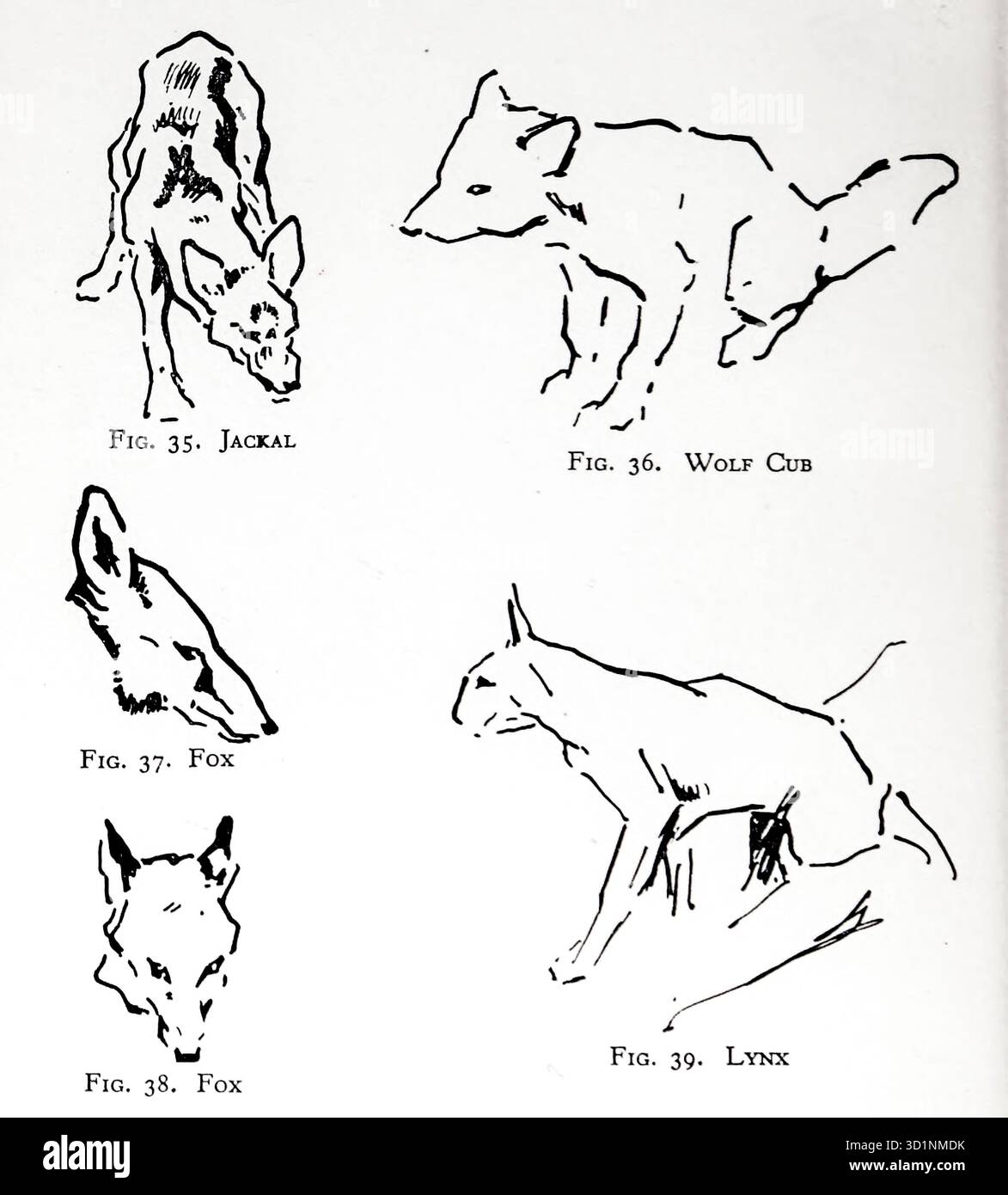 portraits of Jackal, Wolf cub, Fox and Lynx Animal Drawing and Anatomy ...