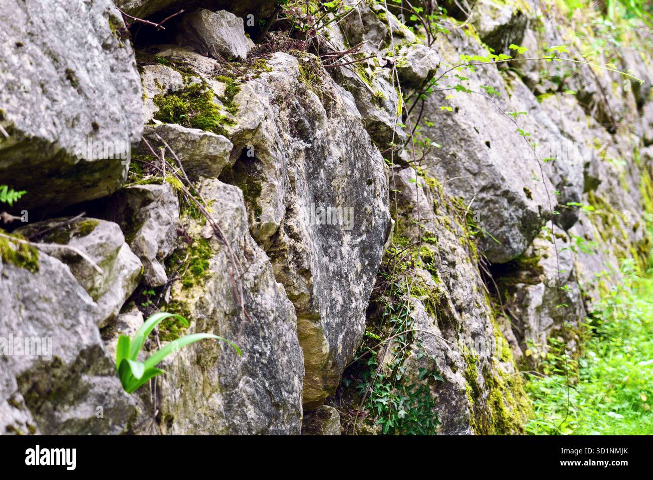 Old retaining wall constructed from massive stone blocks overgrown with ...