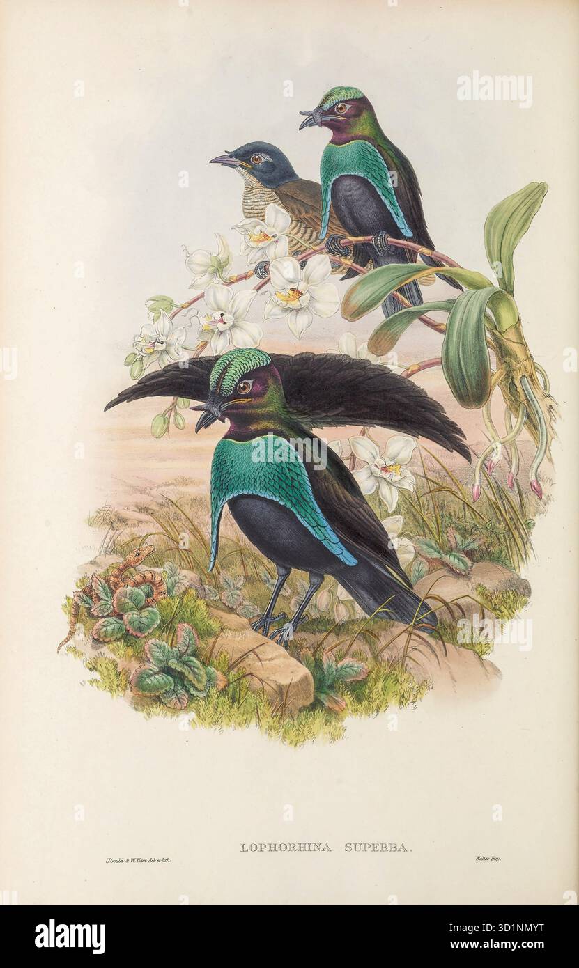 Greater lophorina hi-res stock photography and images - Alamy