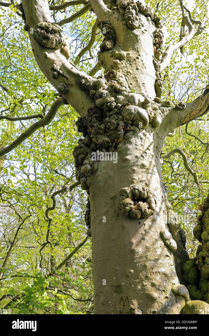 The gnarled trunk of a Beech tree (Fagus) caused by disease, England ...