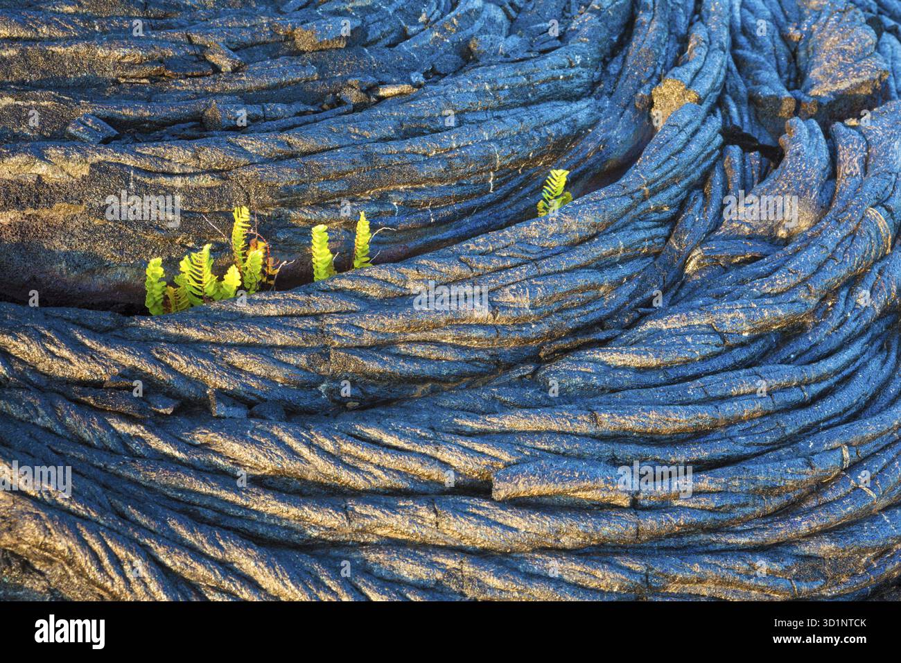 Amazing old lava pattern and new fern growing through it in Hawaii ...