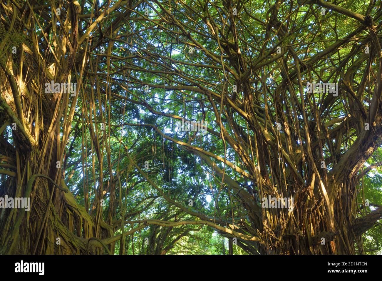 Giant banyan tree in Hawaii Stock Photo - Alamy