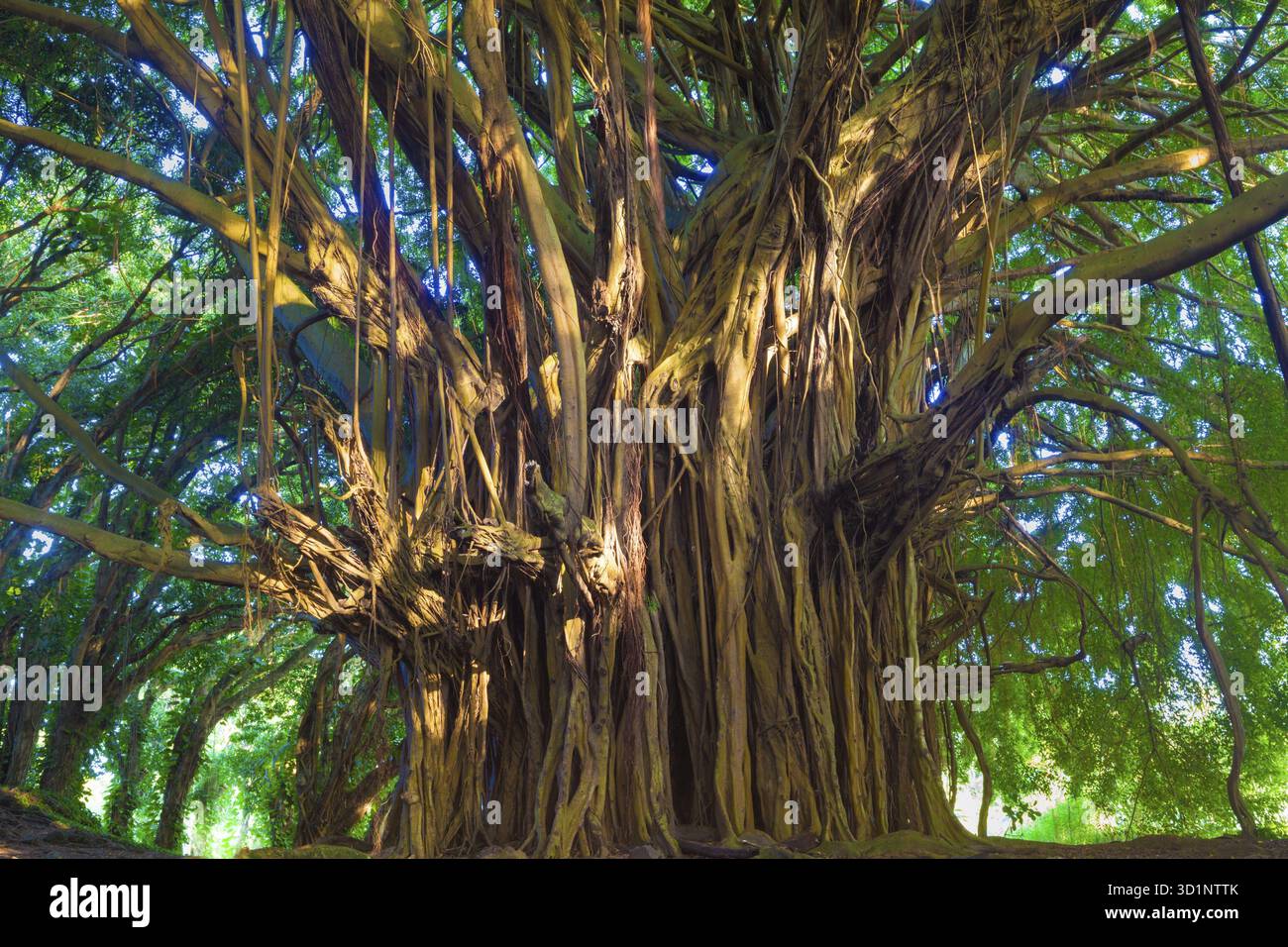 Giant banyan tree in Hawaii Stock Photo - Alamy