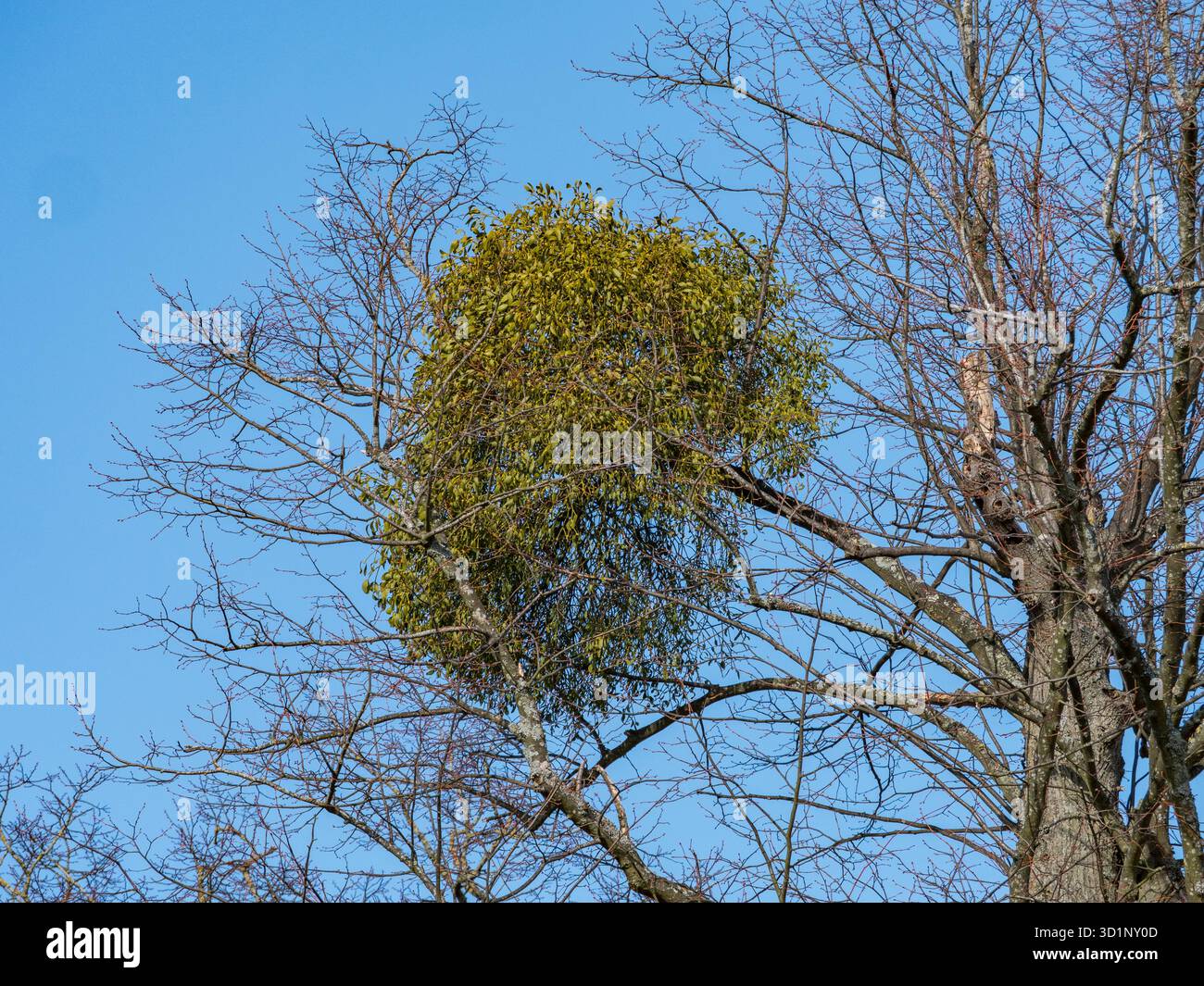 Mistletoe growing high up in the lime trees of Bushy Park, near ...