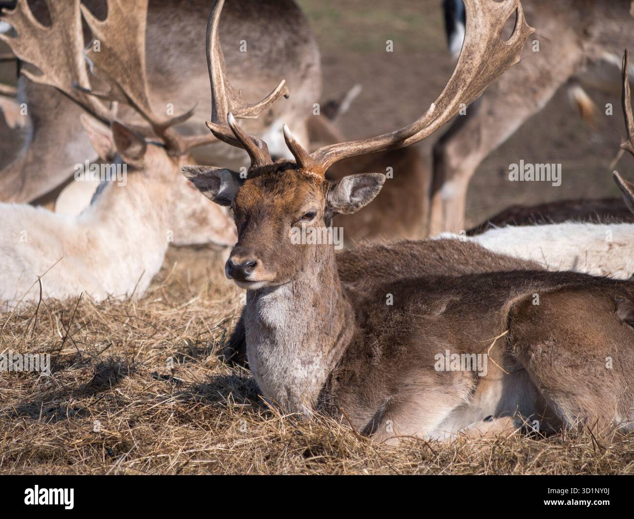 Deer sitting in bushy park hi-res stock photography and images - Alamy