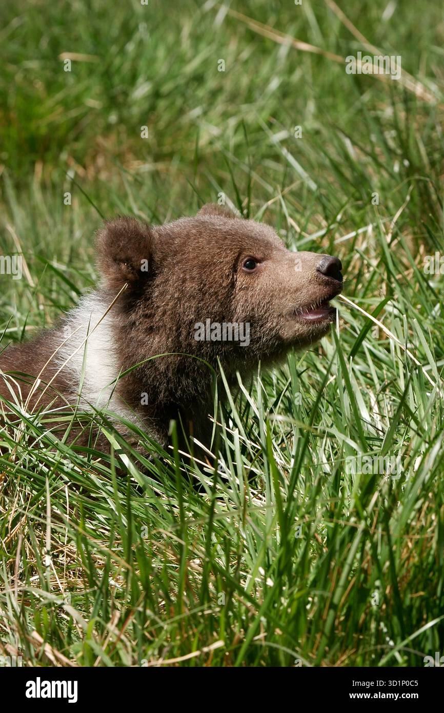 Grizzly cub in grass hi-res stock photography and images - Alamy