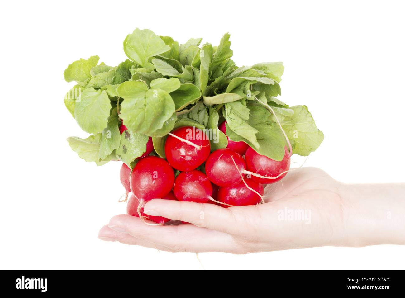 Red radish isolated on white background in human hand Stock Photo - Alamy