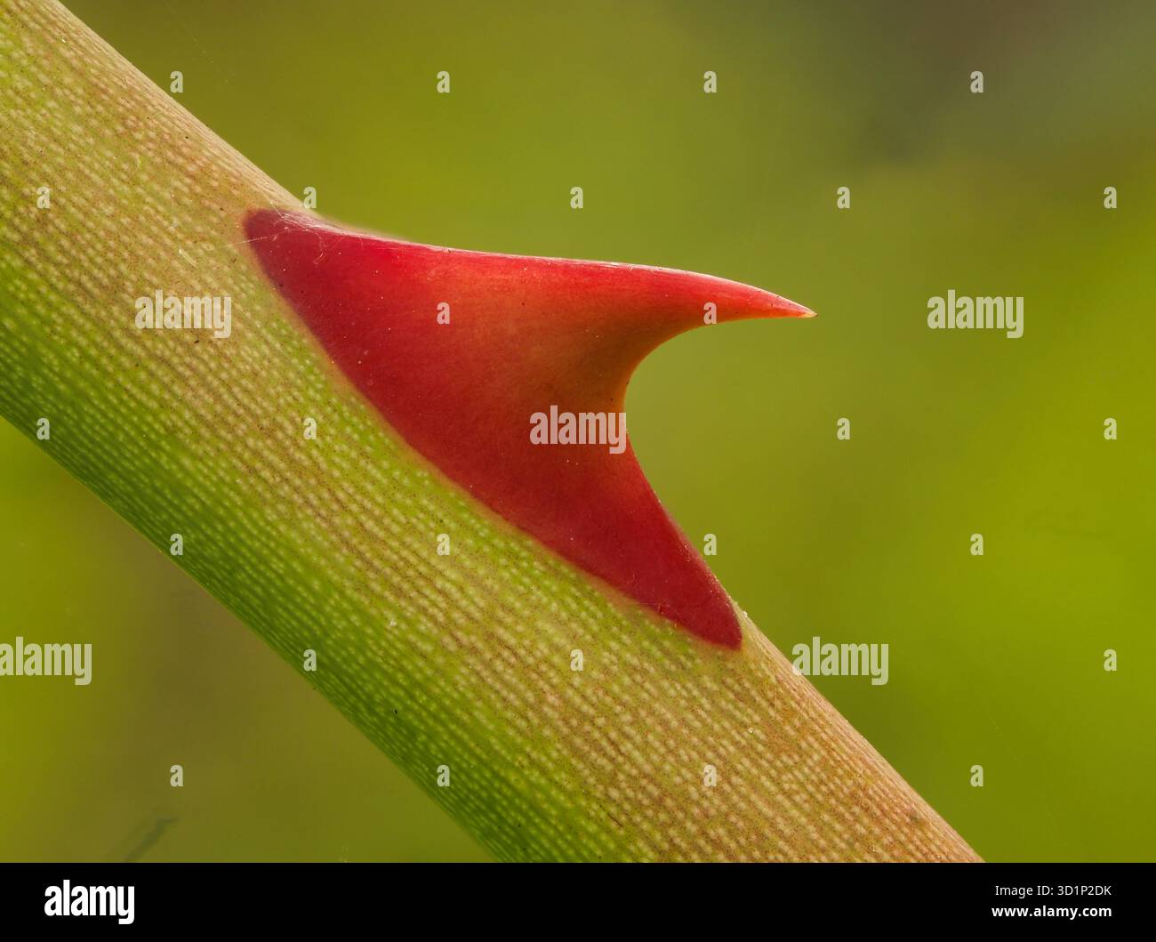 Red rose flower illustration hi-res stock photography and images - Alamy