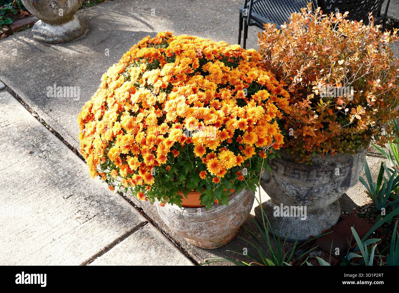 Orange Mums in Outdoor Pots Stock Photo - Alamy