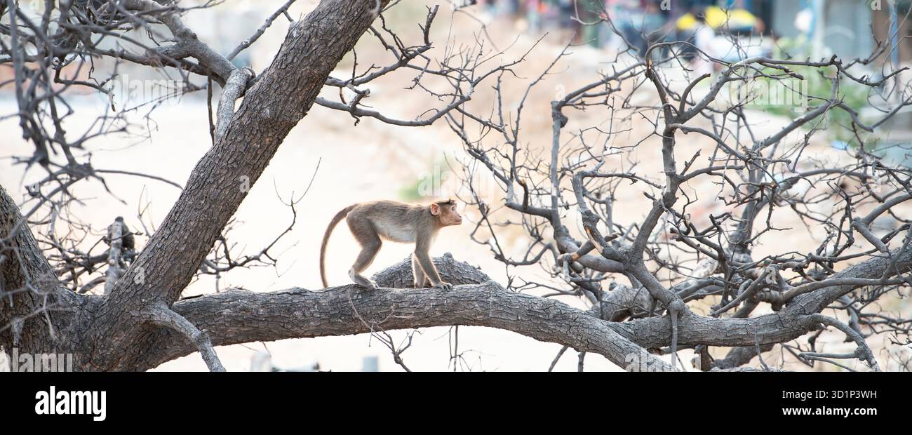 Rhesus monkey, barbary macaque ape climbing a tree, wildlife of Hampi ...