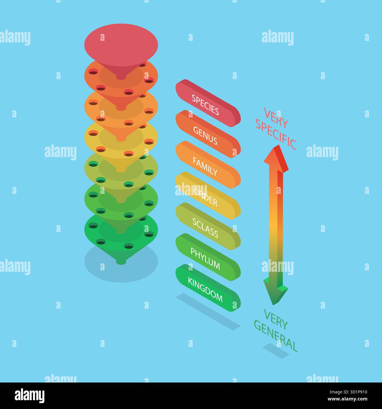 3D Isometric Flat Illustration of Classification System, Major ...