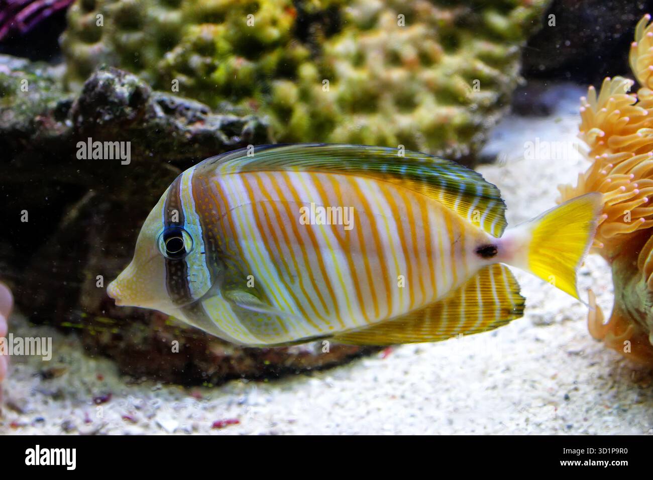 Surgeonfish fiji hi-res stock photography and images - Alamy