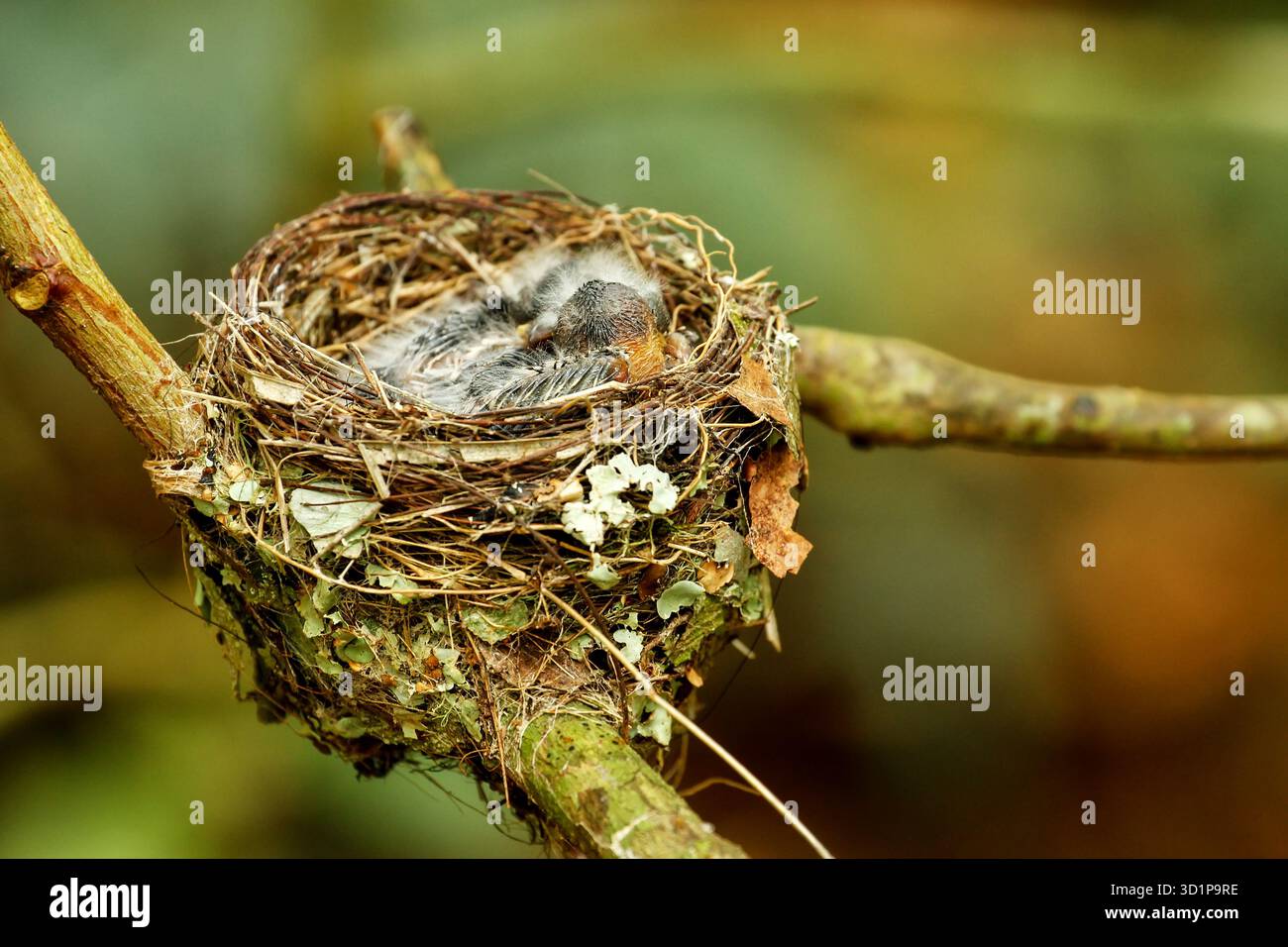 Nest of Vanikoro Broadbill (Myiagra vanikorensis) with chicks on Viti ...