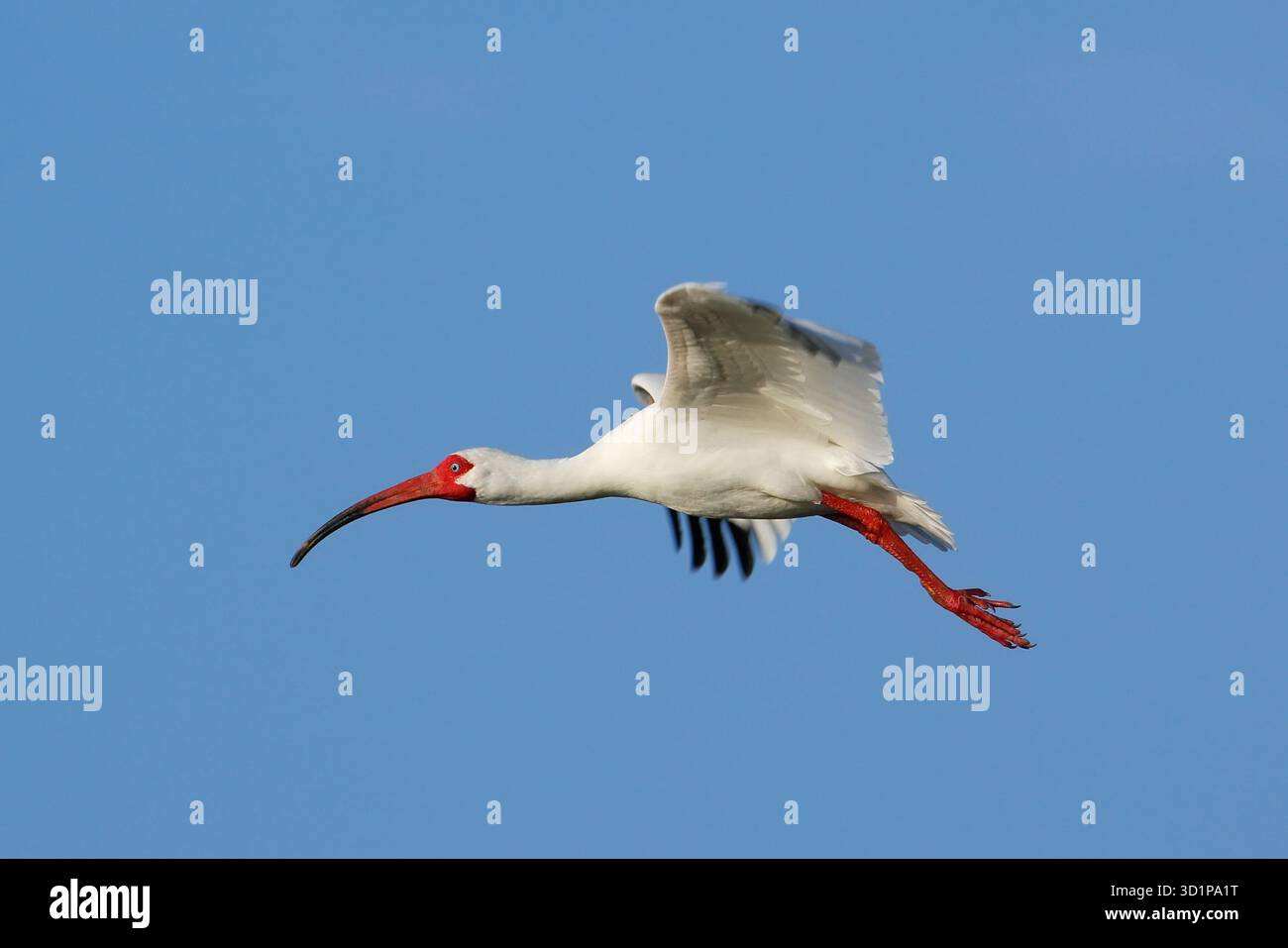 American white ibis hunting hi-res stock photography and images - Alamy