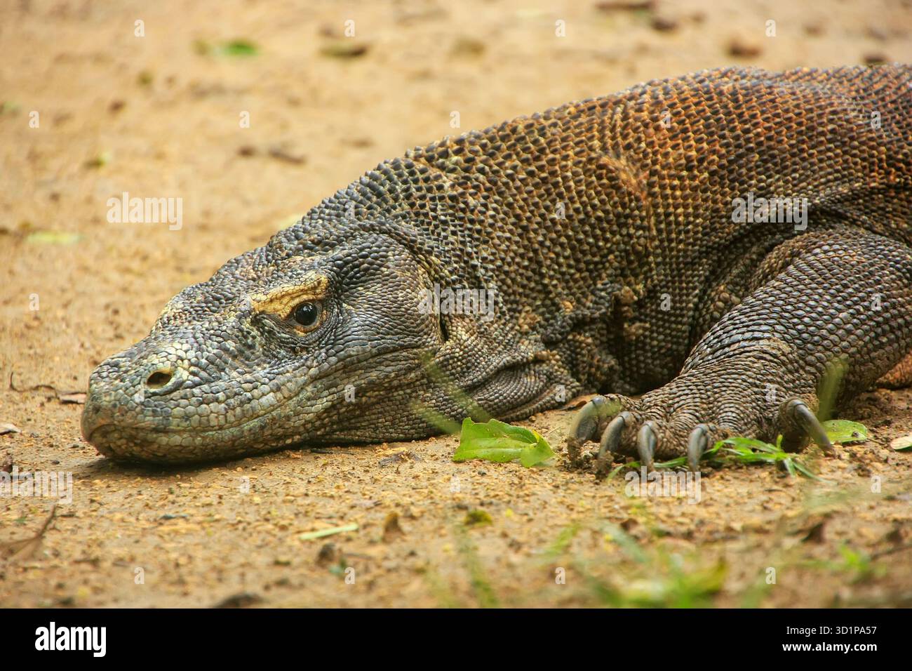 Portrait of Komodo dragon resting on Rinca Island in Komodo National ...