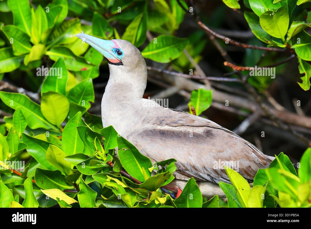 Red-footed booby (Sula sula) on Genovesa island, Galapagos National ...