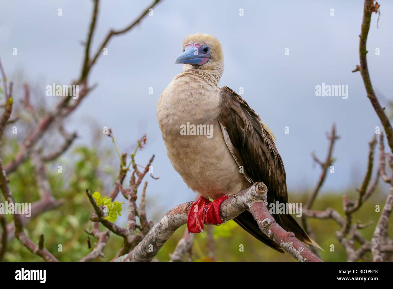 Red-footed booby (Sula sula) on Genovesa island, Galapagos National ...
