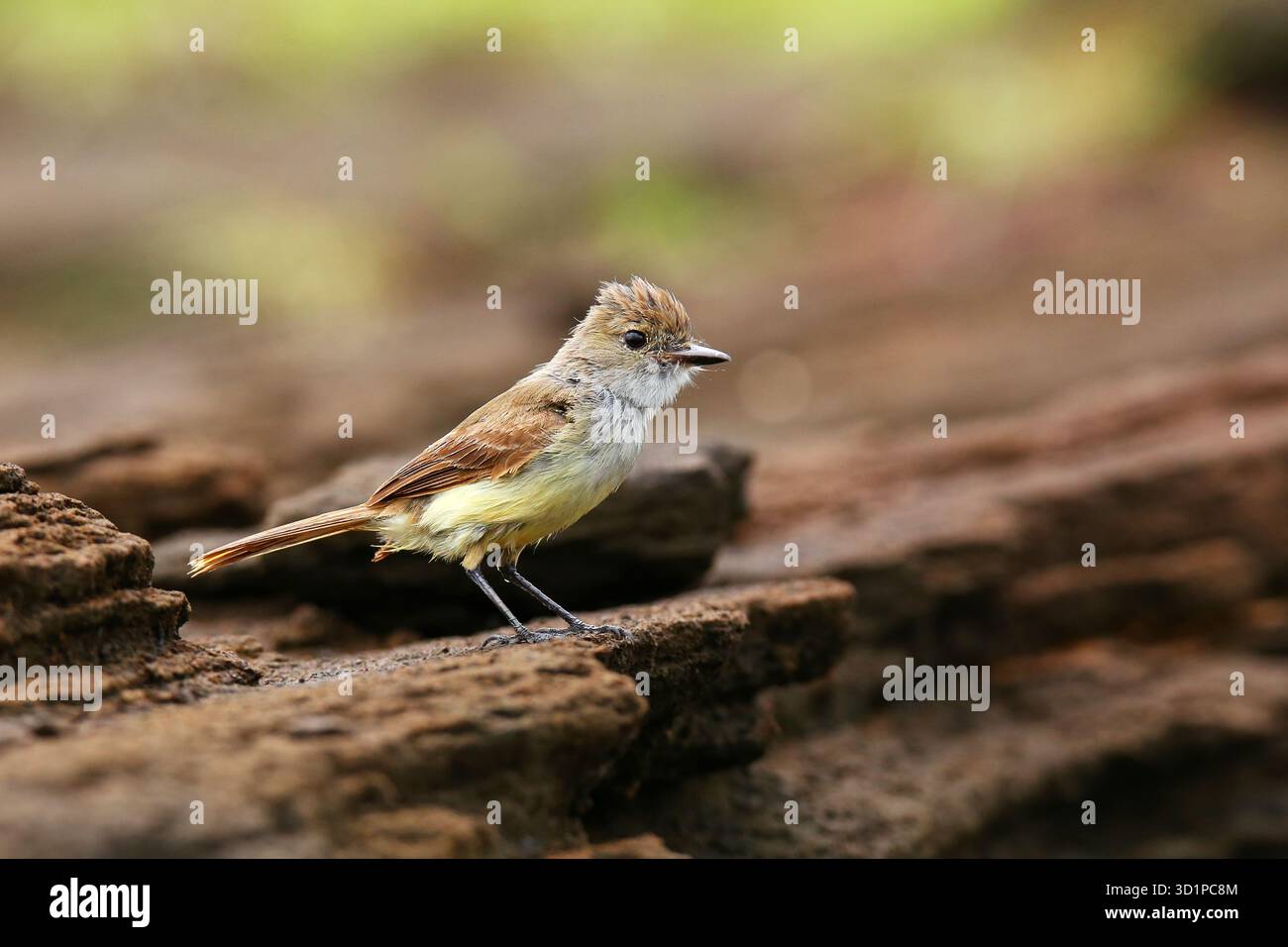 Galapagos flycatcher (Myiarchus magnirostris) on Santiago Island ...