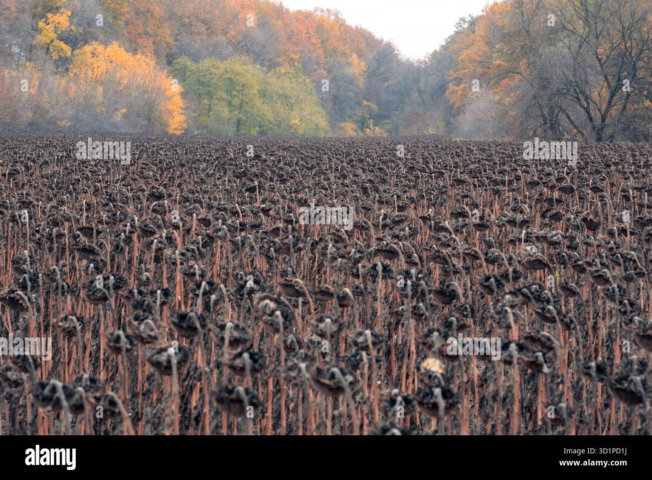 Intricate life cycle hi-res stock photography and images - Alamy