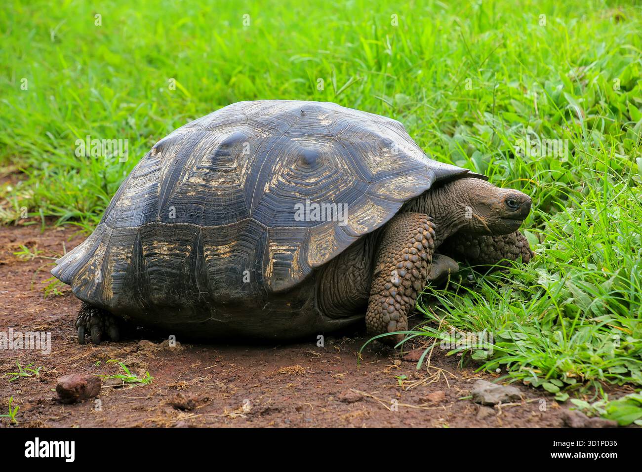 Galapagos giant tortoise (Geochelone elephantopus) on Santa Cruz Island ...