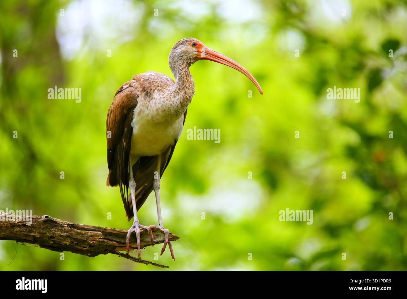 Juvenile american white ibises hi-res stock photography and images - Alamy