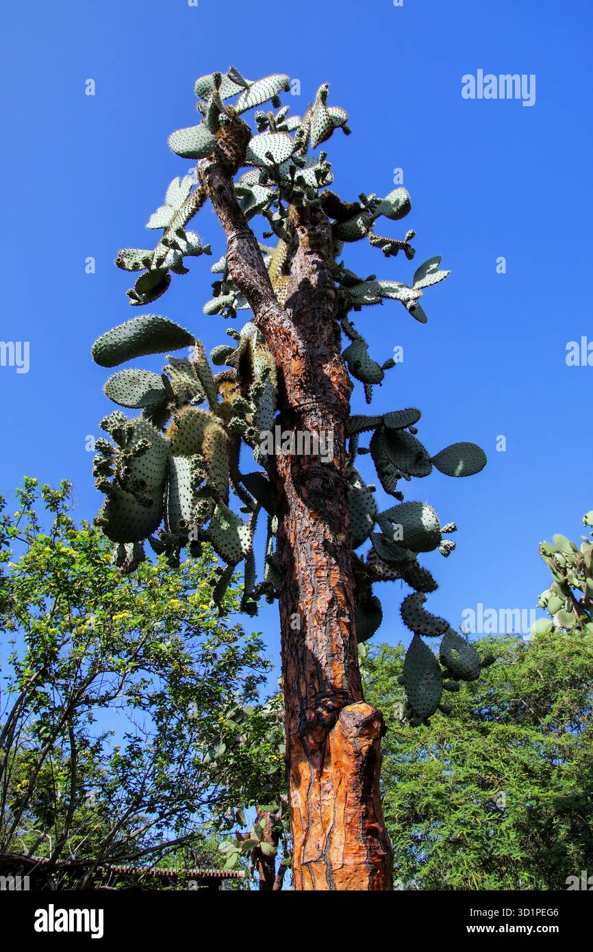 Giant cactus tree on Santa Cruz Island in Galapagos National Park ...