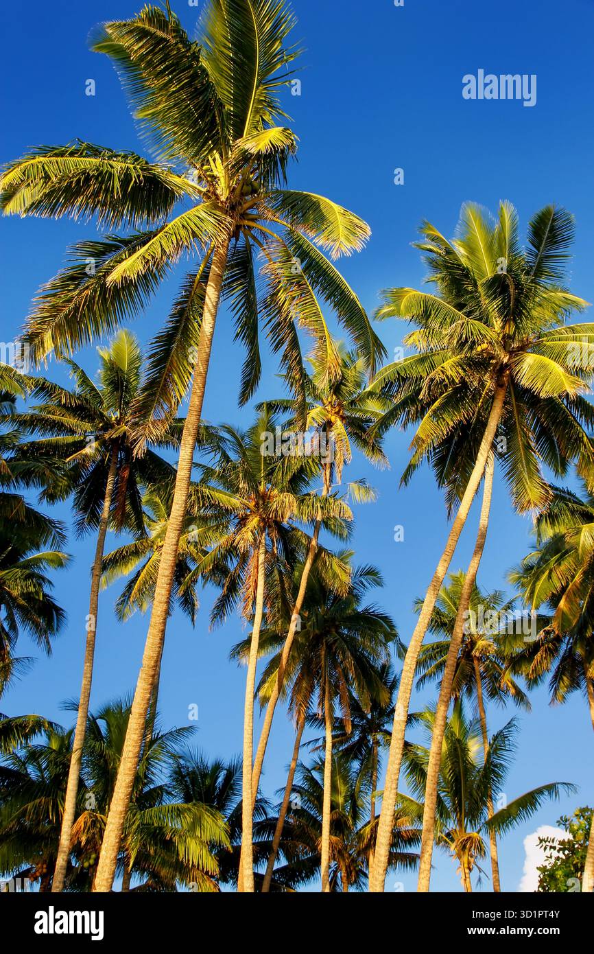 Palm trees agains blue sky in Lavena on Taveuni Island, Fiji. Taveuni ...