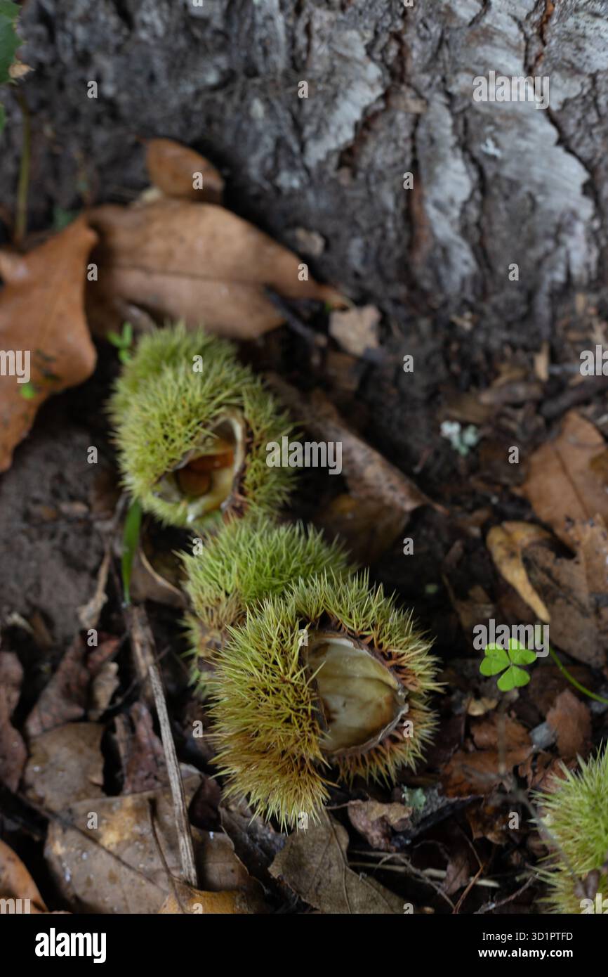Fallen seed pods from a Sweet Chestnut tree - Castanea sativa Stock ...