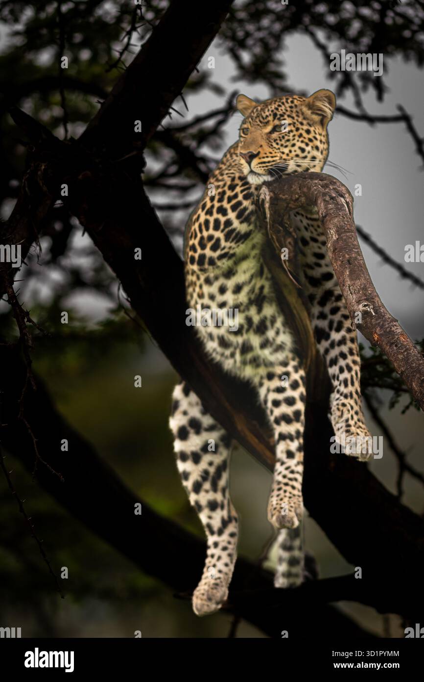 leopards in the Masai Mara game reserve, Kenya, Africa Stock Photo - Alamy