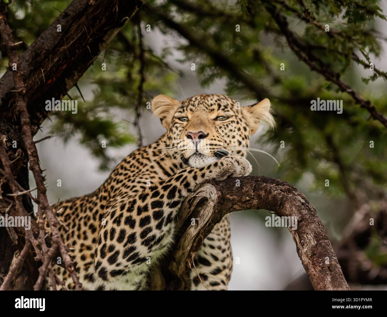 leopards in the Masai Mara game reserve, Kenya, Africa Stock Photo - Alamy