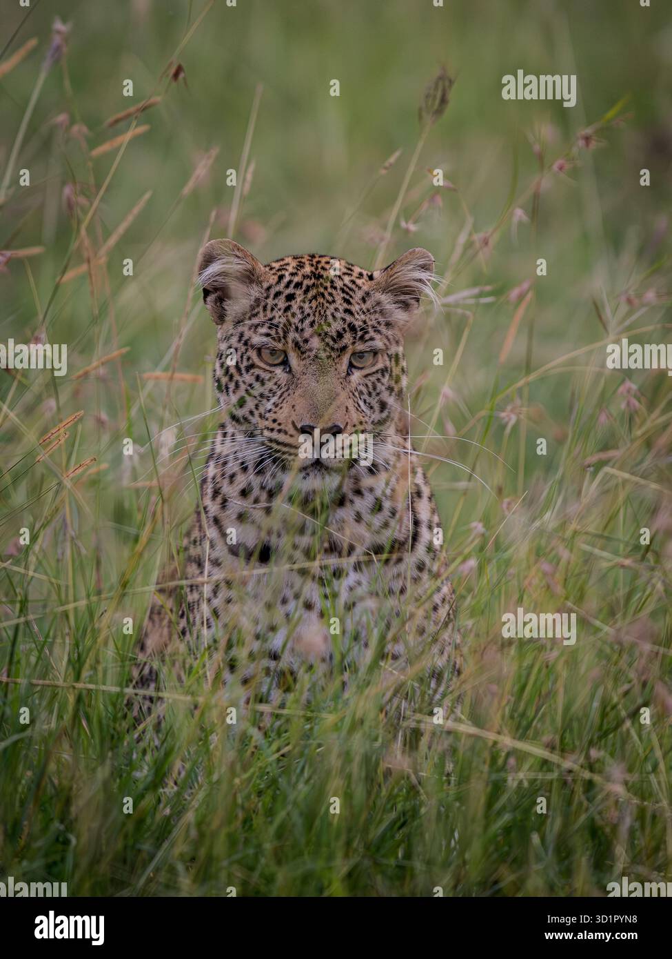 leopards in the Masai Mara game reserve, Kenya, Africa Stock Photo - Alamy