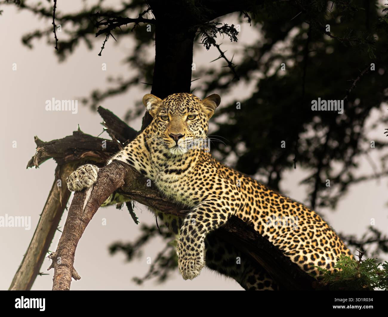 leopards in the Masai Mara game reserve, Kenya, Africa Stock Photo - Alamy